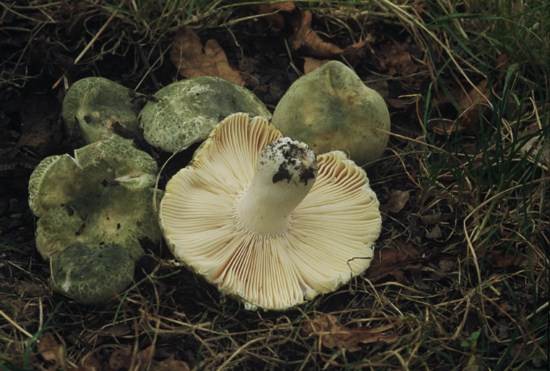 FUNGOS DE GALLAECIA Y NORTE DE LUSITANIA: CINCO EXCELENTES HONGOS DEL ...